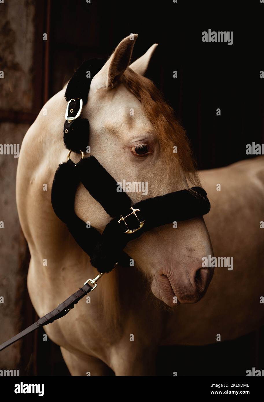A closeup of horse with halter looking side Stock Photo - Alamy