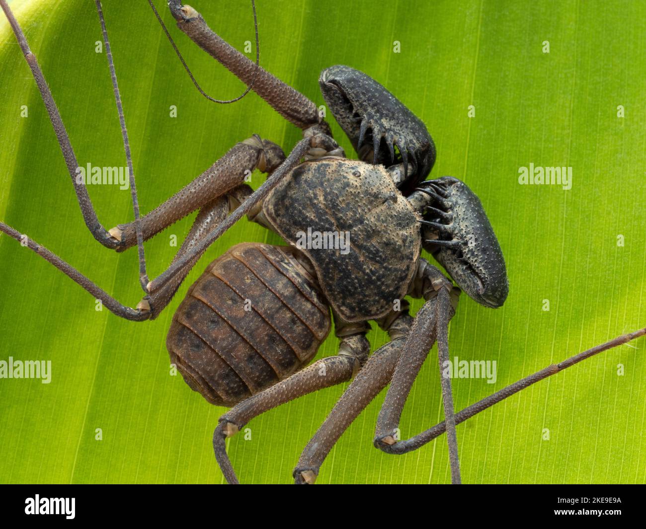 close-up dorsal view of the body of a neotropical tailless whip ...