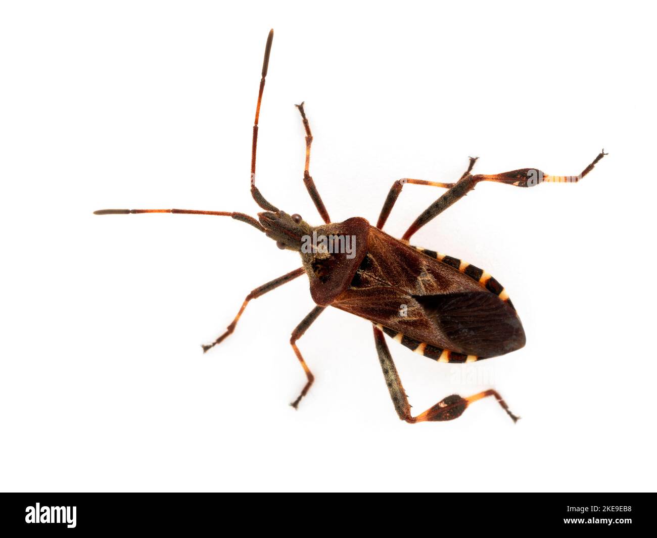 dorsal view of a western conifer seed bug, Leptoglossus occidentalis ...