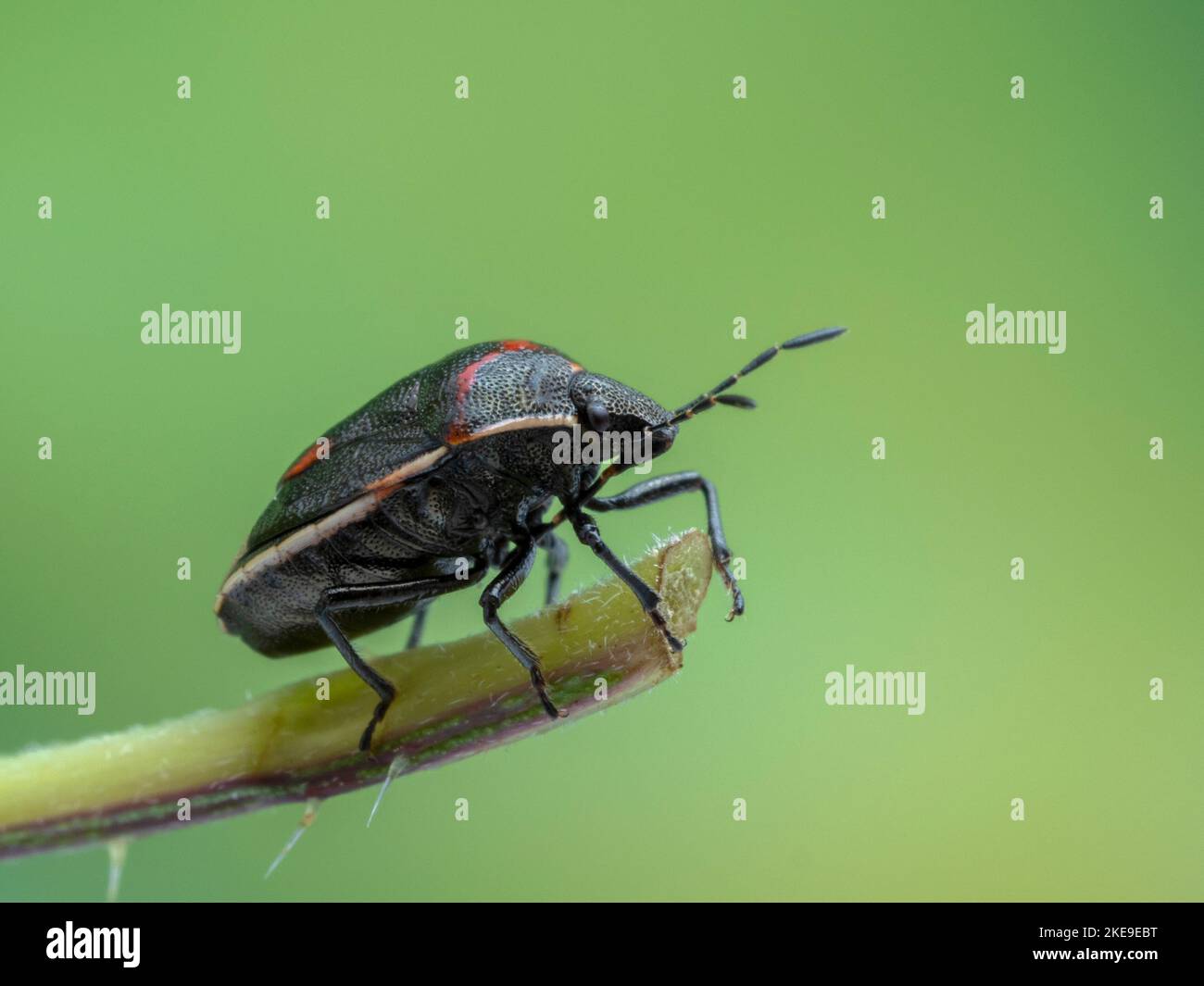 side view of an adult twice-stabbed stink bug, Cosmopepla lintneriana ...