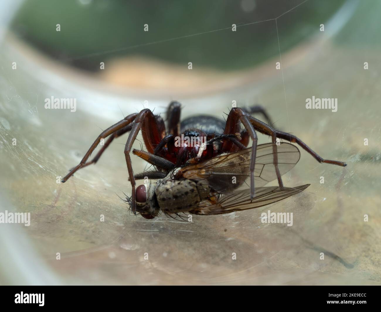 close-up of a colorful female long-palped ant-mimic sac spider ...