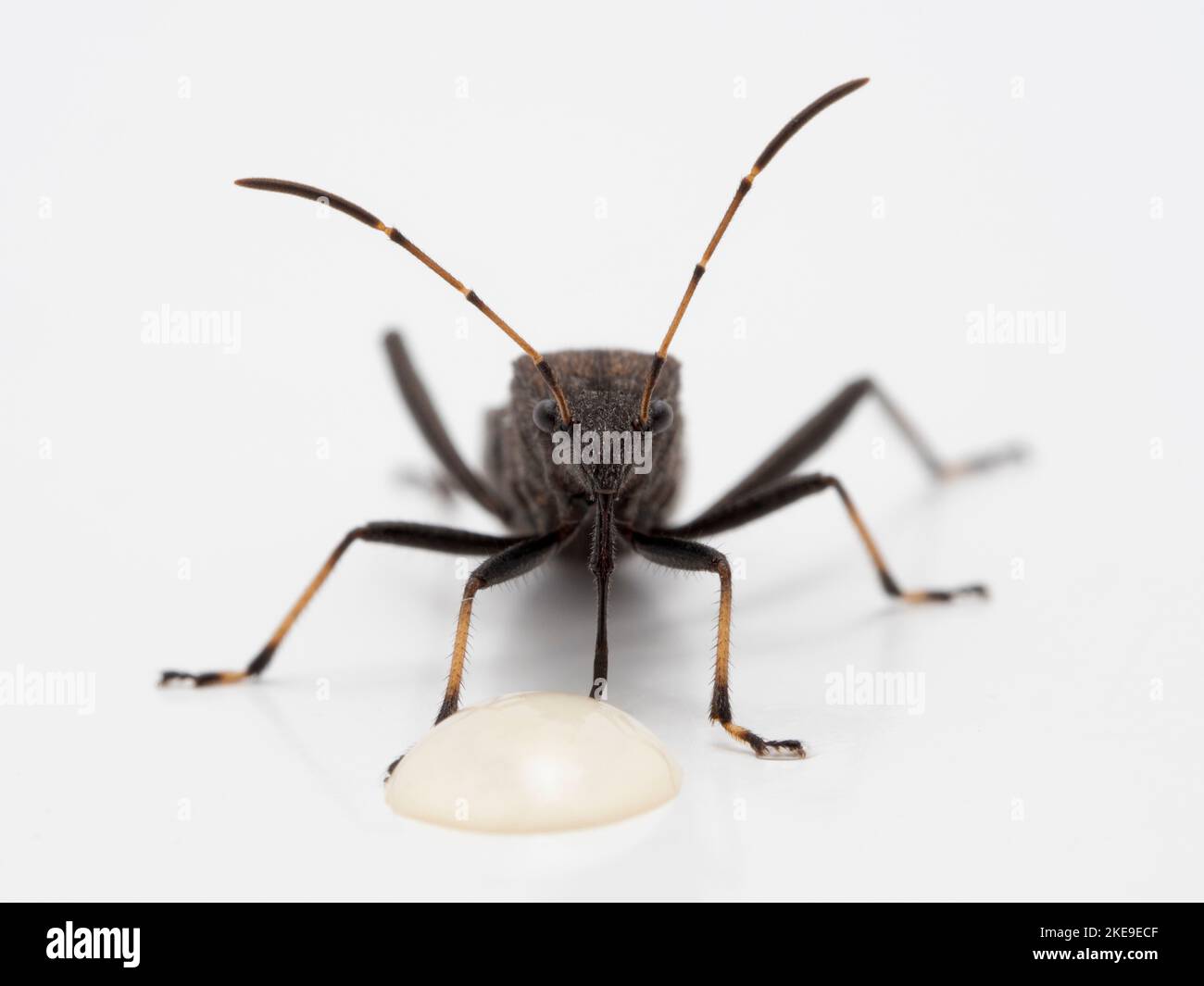close-up front view of a masked hunter assassin bug (Reduvius ...
