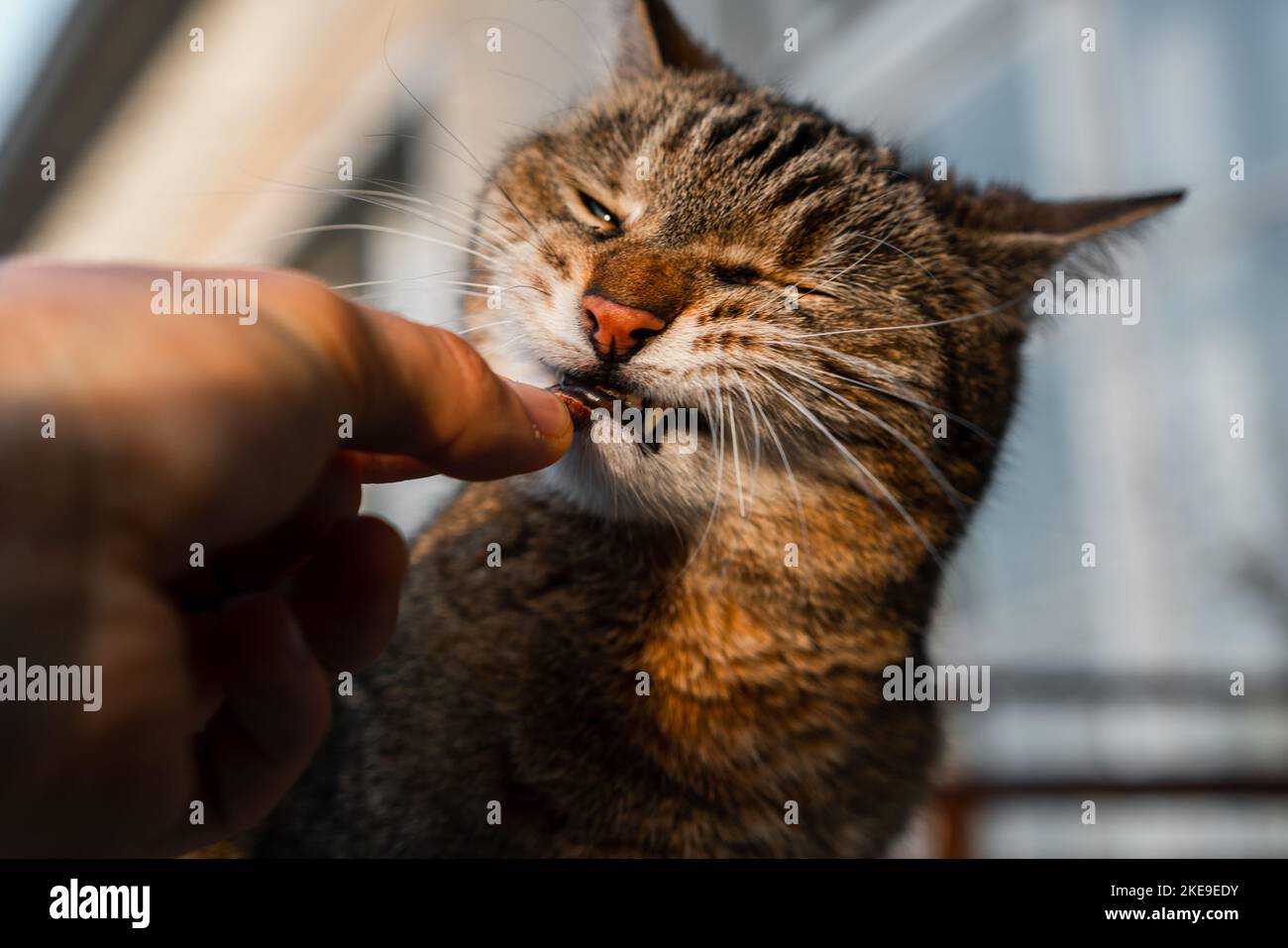A closeup shot of a hand of a person feeding a cute fluffy cat in ...