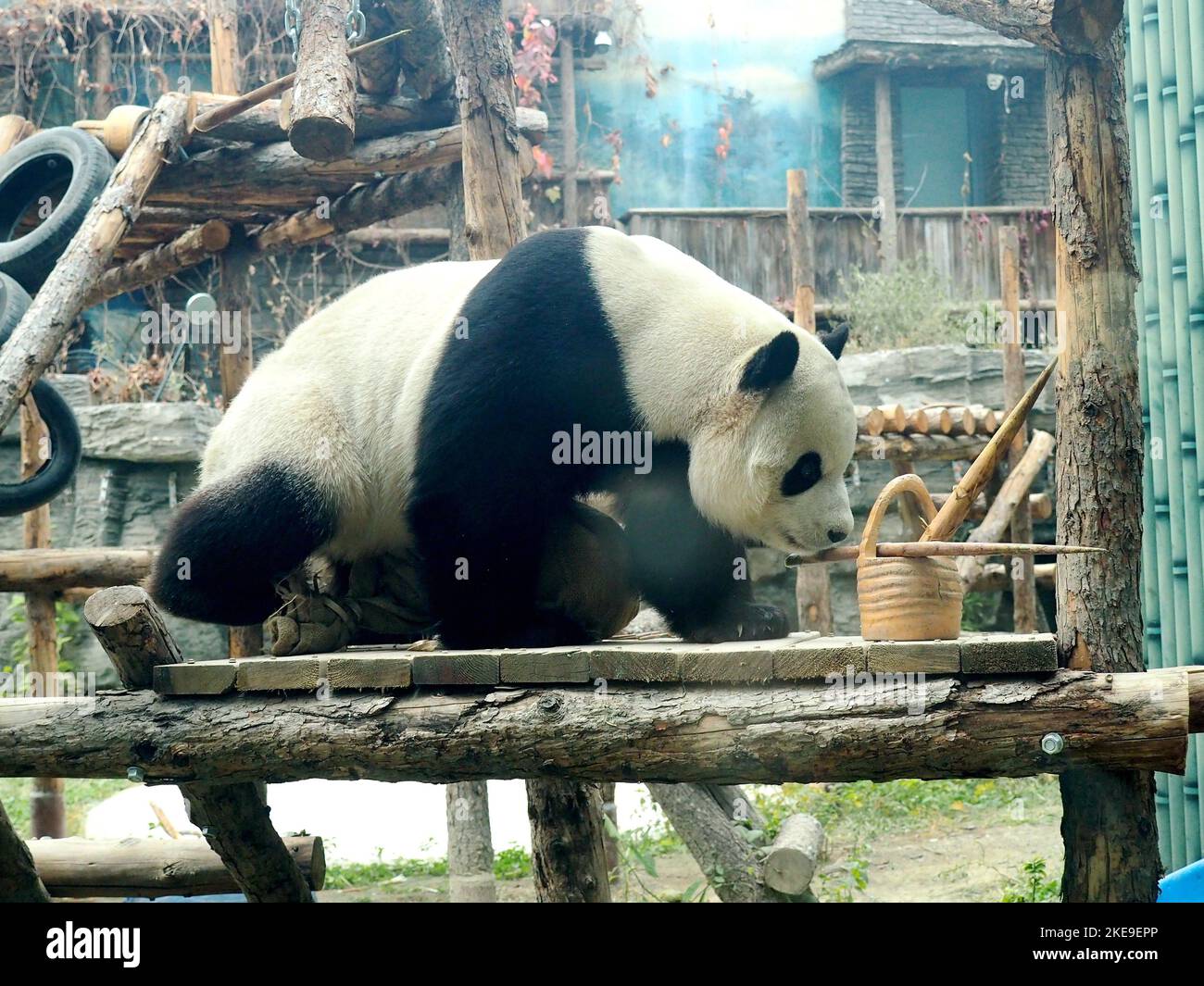 Adorable giant pandas are climbing and playing in the Beijing Zoo ...
