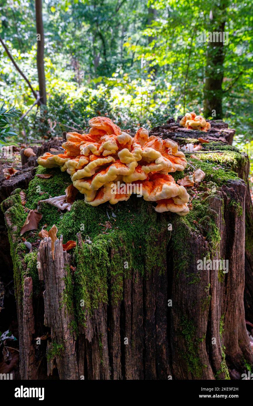 A vertical shot of Polypores growing on the mossy tree trunk Stock ...