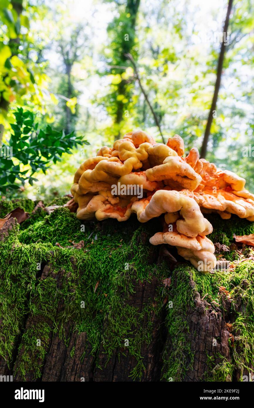 A vertical shot of Polypores growing on the mossy tree trunk Stock ...