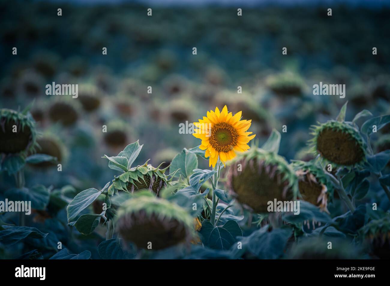 An aerial view of growing sunflowers in sunflower field Stock Photo - Alamy