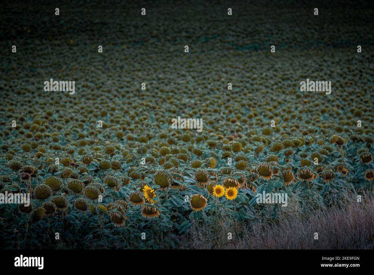 An aerial view of growing sunflowers in sunflower field Stock Photo - Alamy