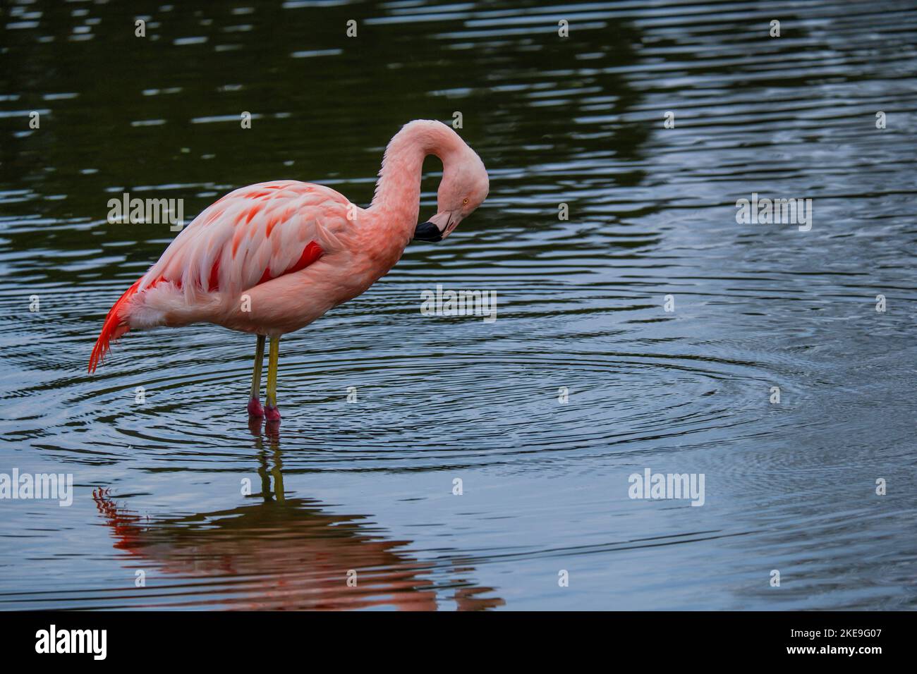 african flamingo walking around in water with nice reflection Stock ...