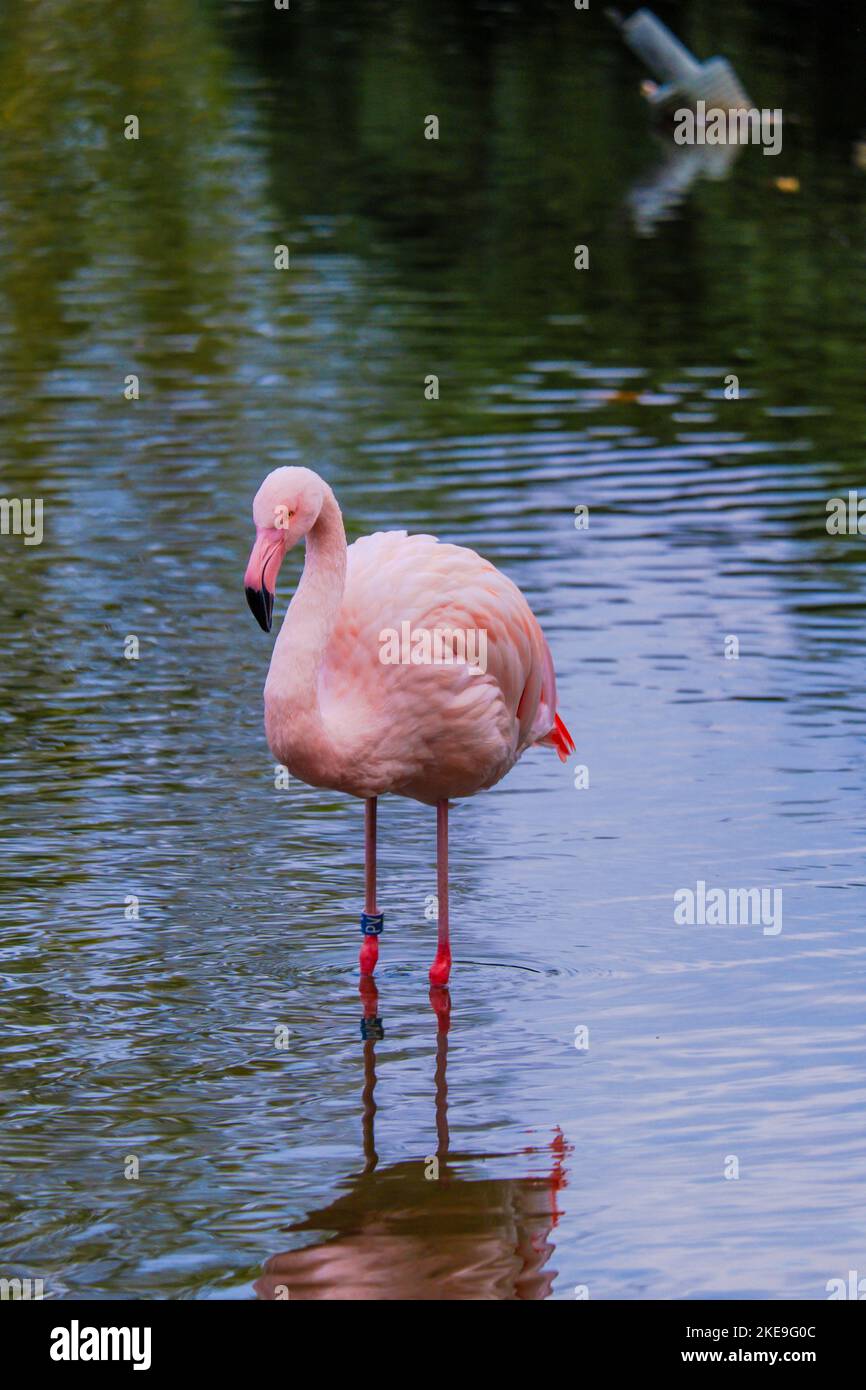 african flamingo walking around in water with nice reflection Stock ...