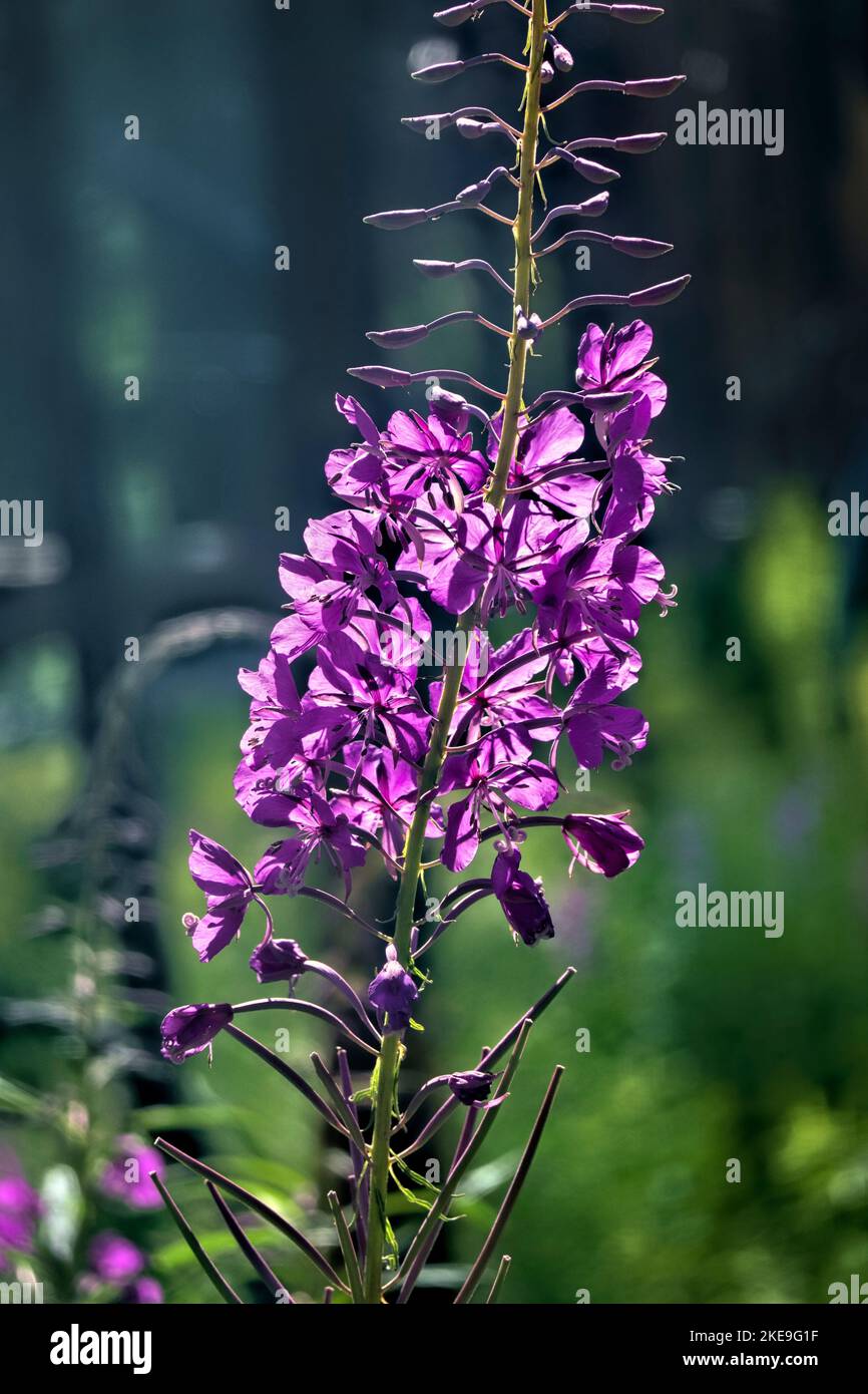 Wildflowers cascades hi-res stock photography and images - Alamy
