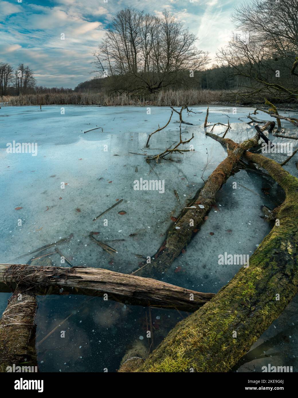 A landscape scenery with broken wooden tree trunks fallen in the water ...