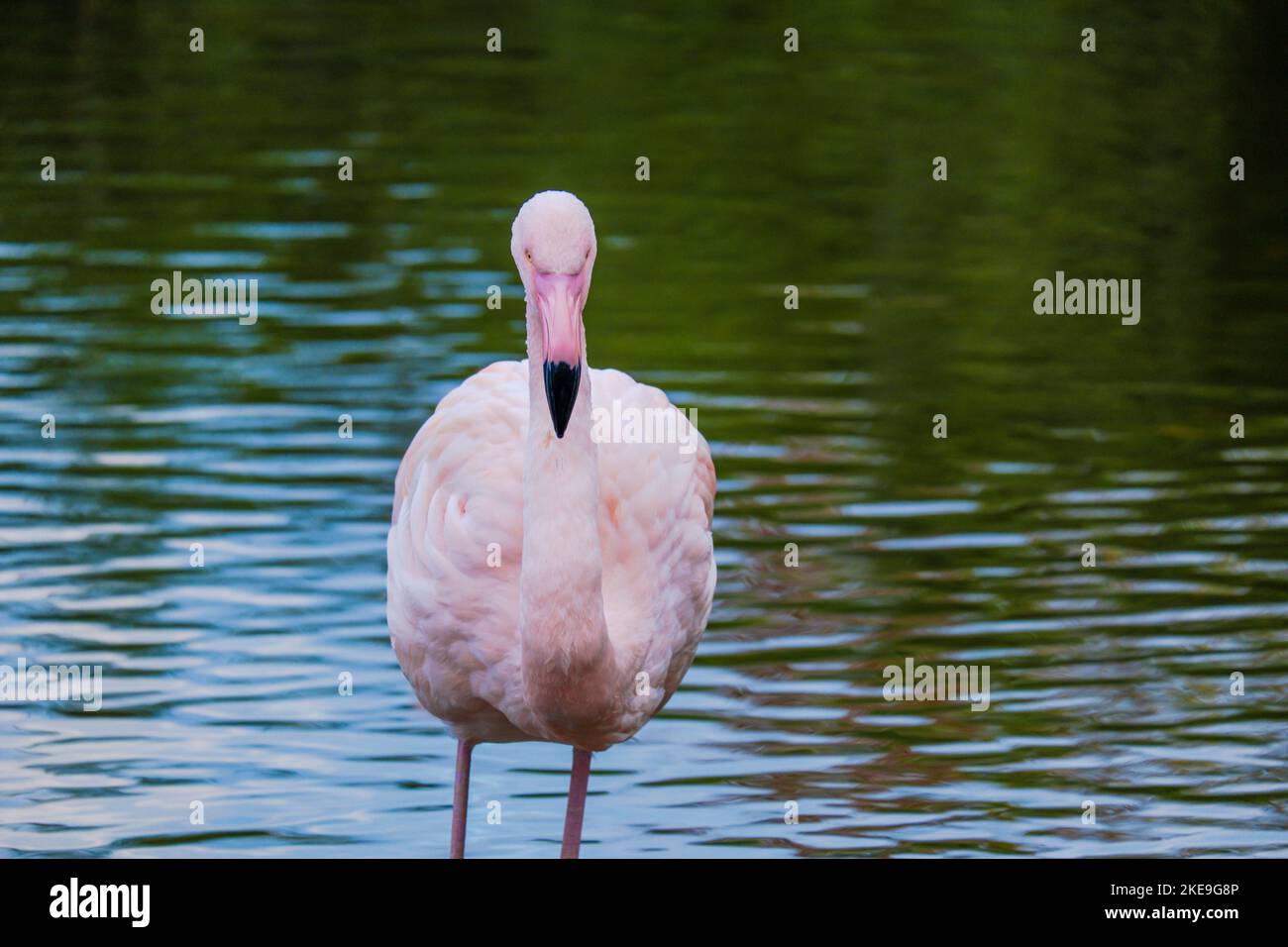 african flamingo walking around in water with nice reflection Stock ...
