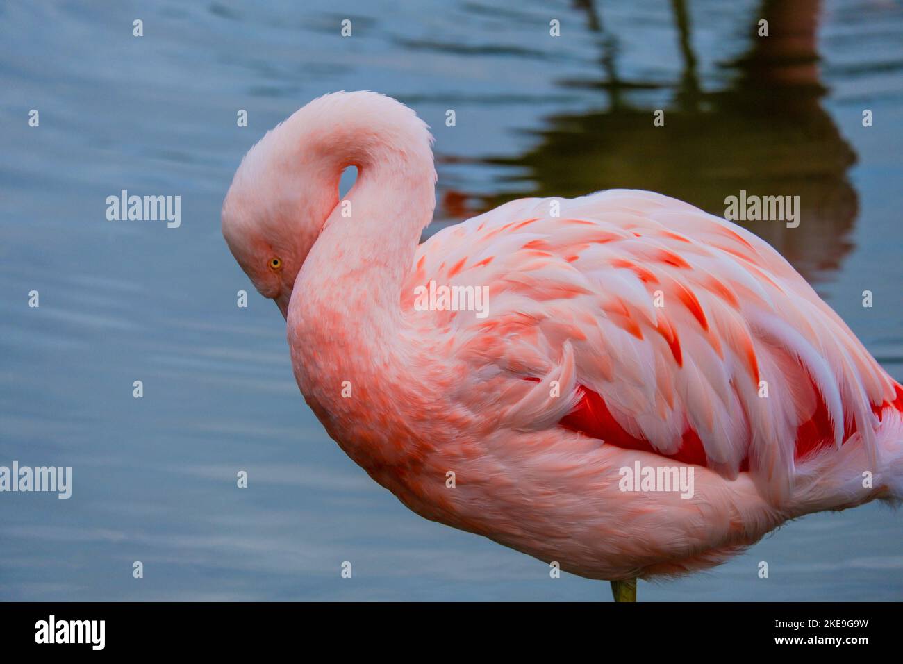 african flamingo walking around in water with nice reflection Stock ...