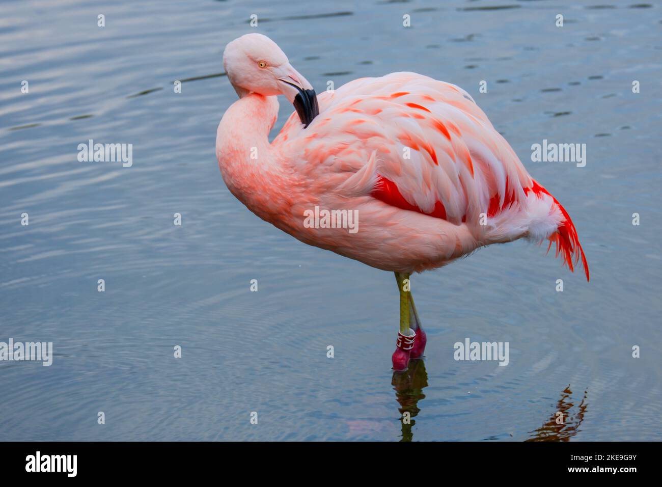 african flamingo walking around in water with nice reflection Stock ...