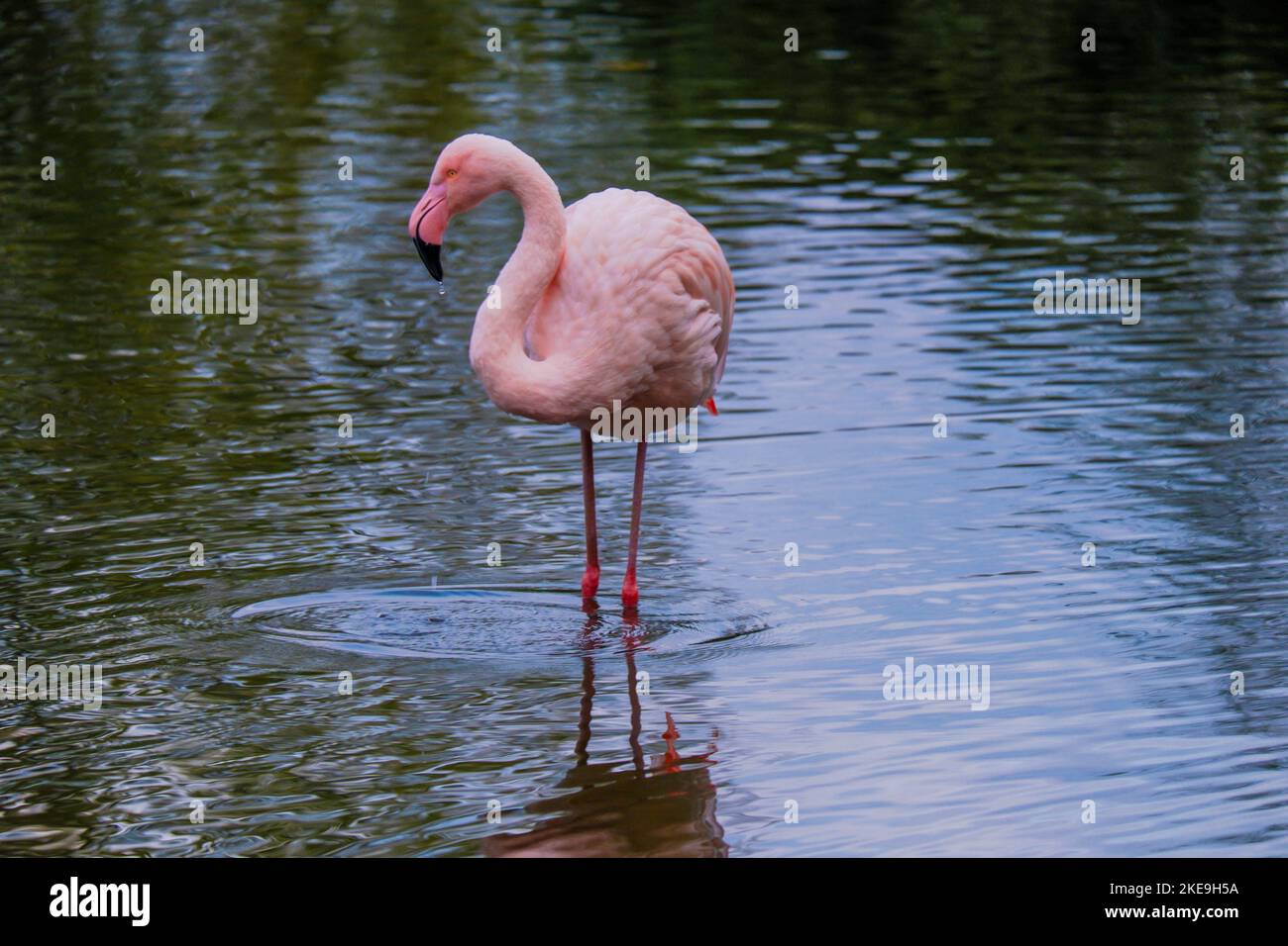 Flamingos walking around in lake hi-res stock photography and images ...