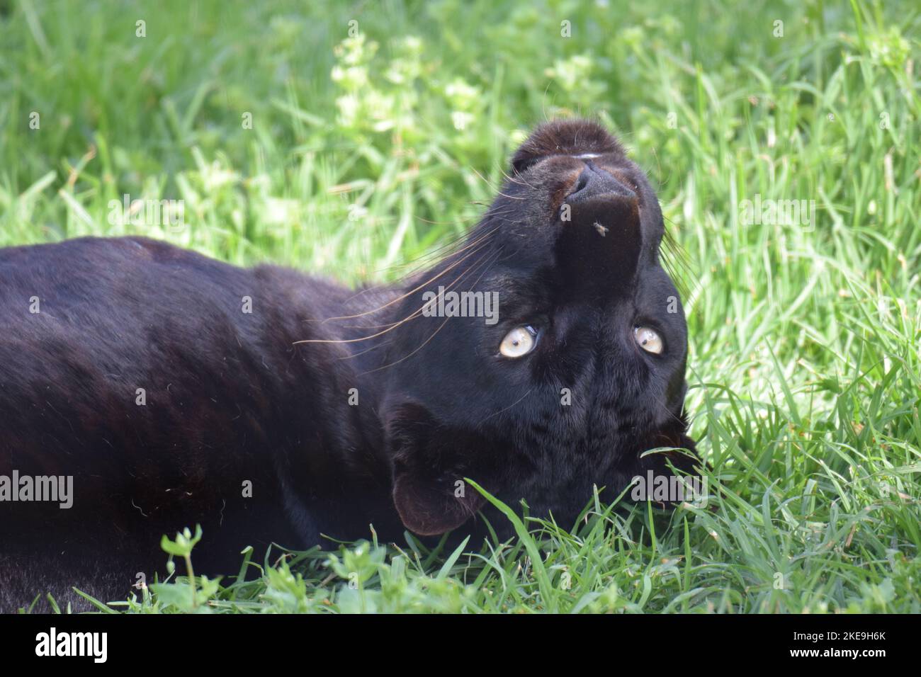 Melanistic leopard hi-res stock photography and images - Alamy