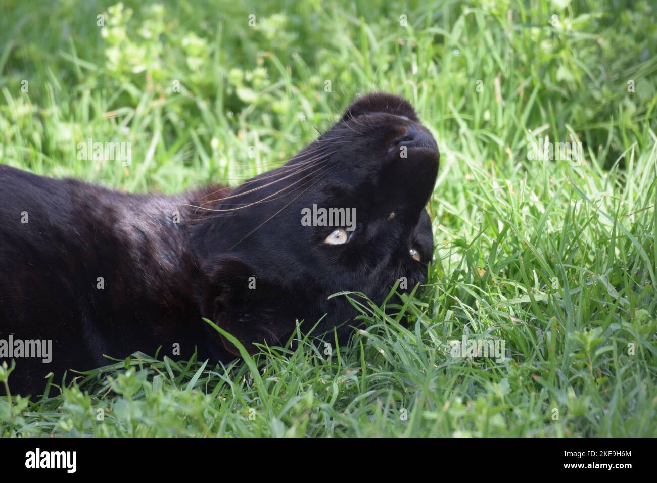Melanistic leopard hi-res stock photography and images - Alamy