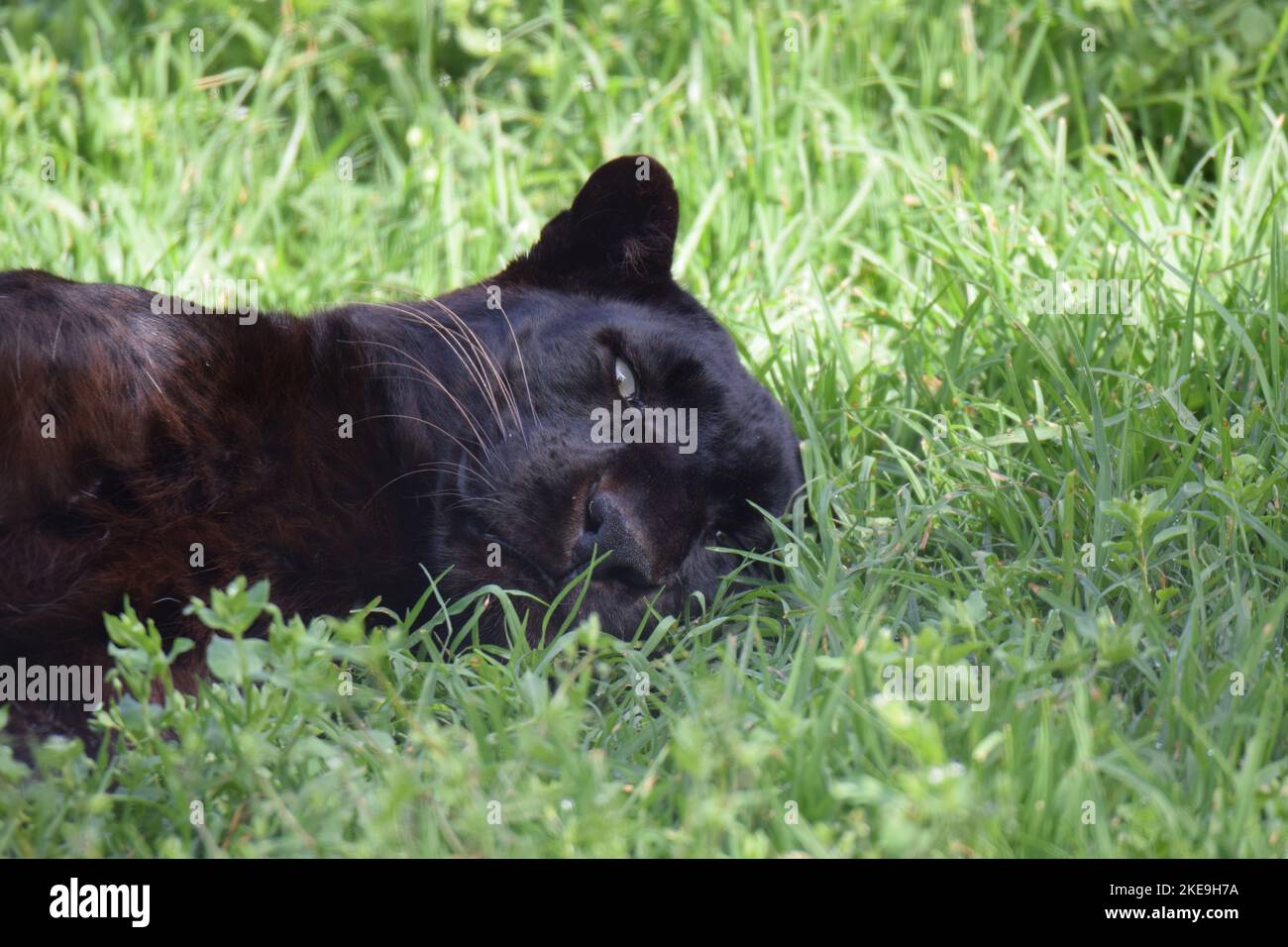Melanistic leopard hi-res stock photography and images - Alamy