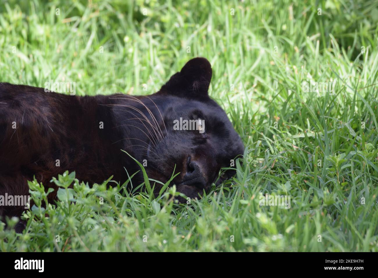 Melanistic leopard hi-res stock photography and images - Alamy