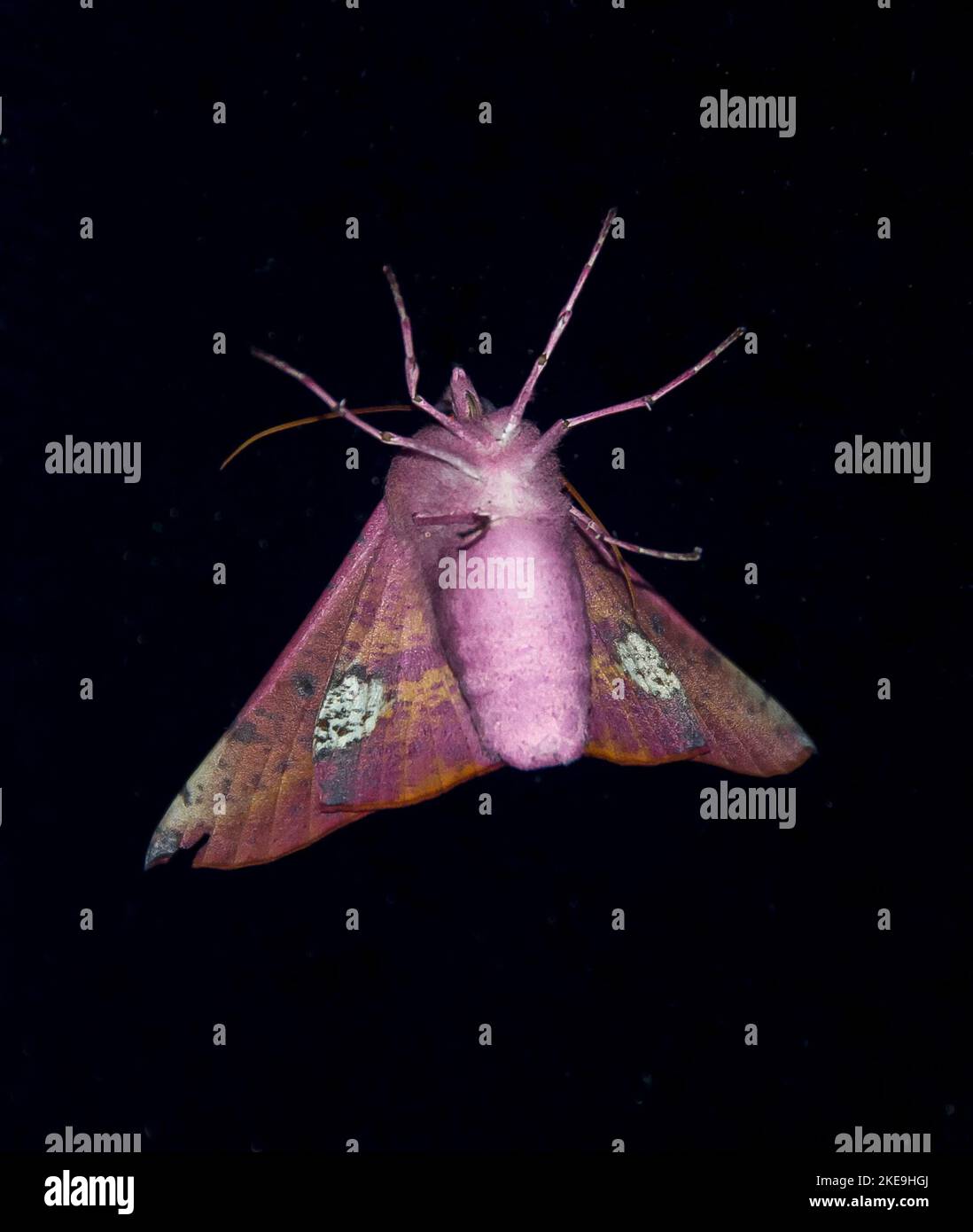 Australian Pink-bellied moth (Denochroma vinaria) seen from underneath ...