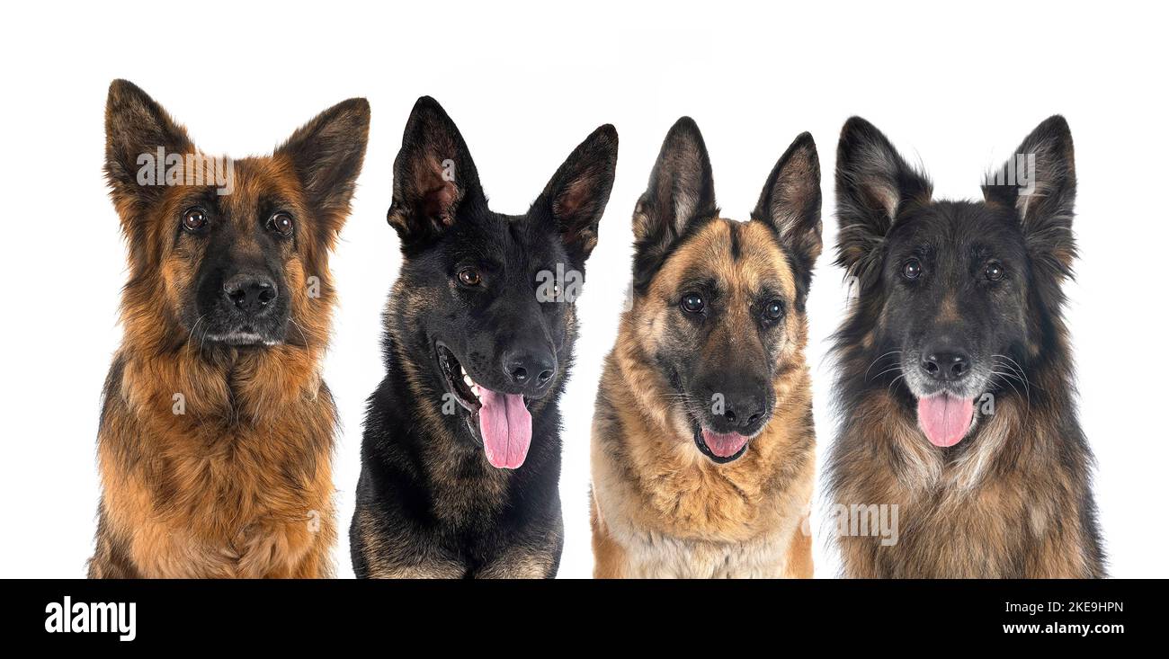 german shepherds in front of white background Stock Photo - Alamy