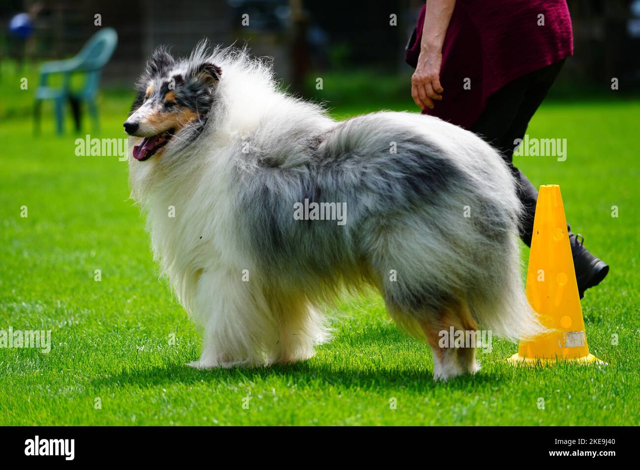 A Collie dog standing on grassland Stock Photo - Alamy