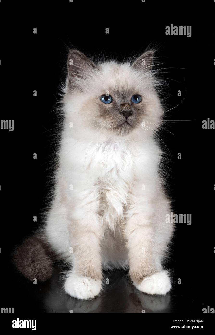 birman kitten in front of black background Stock Photo - Alamy