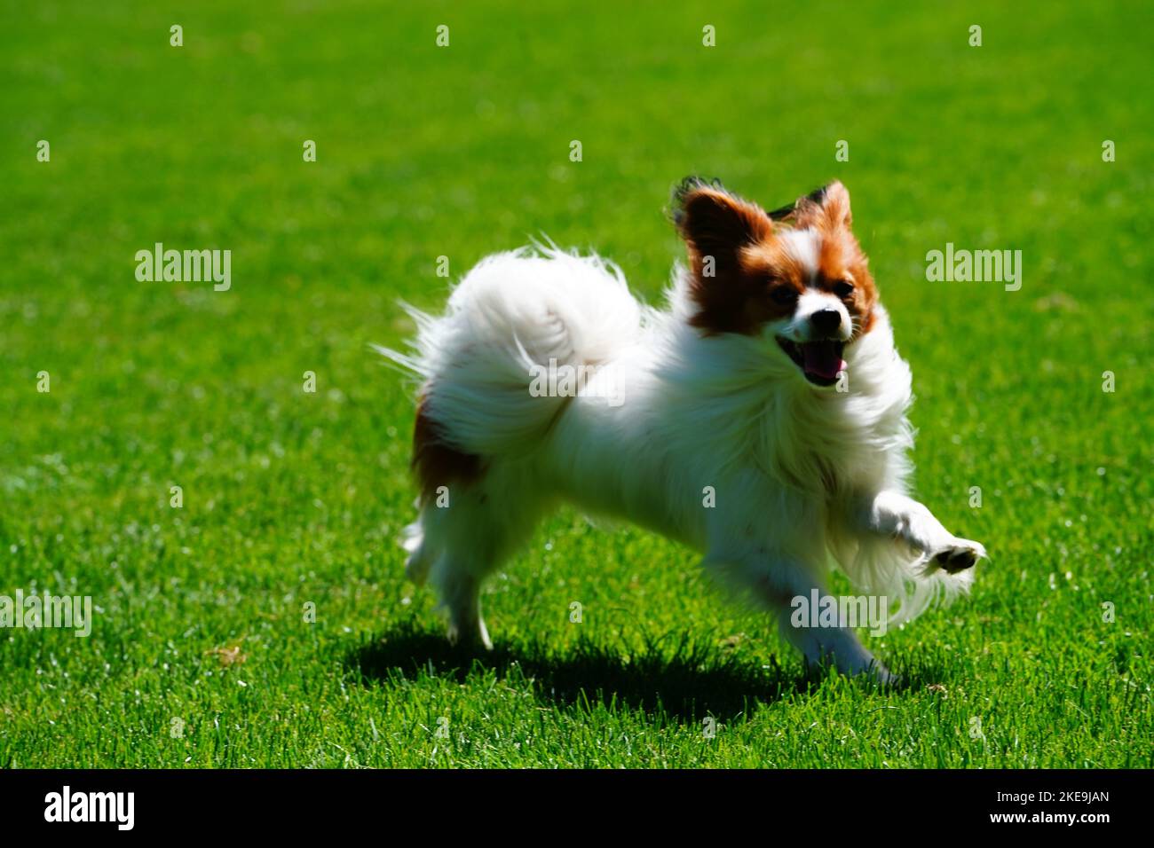 Papillon continental toy spaniel hi-res stock photography and images ...