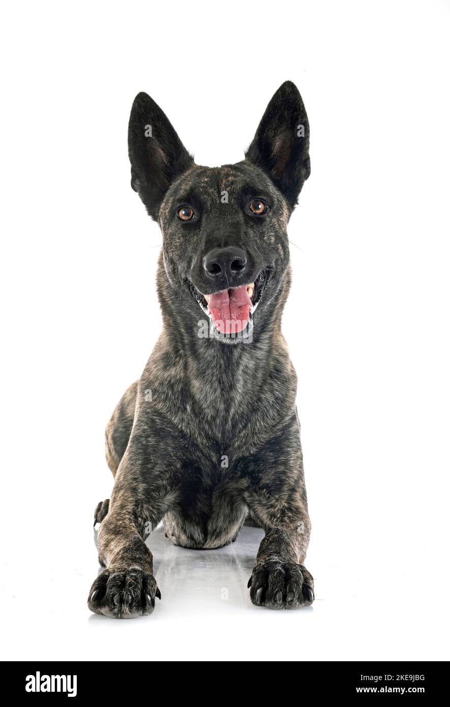 Dutch Shepherd in front of white background Stock Photo - Alamy