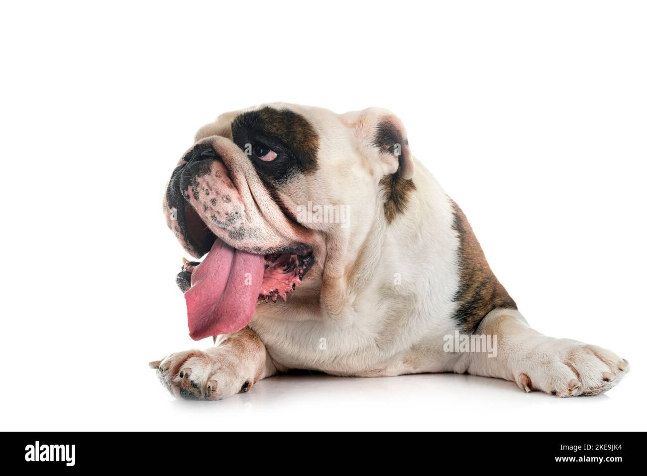 english bulldog in front of white background Stock Photo - Alamy