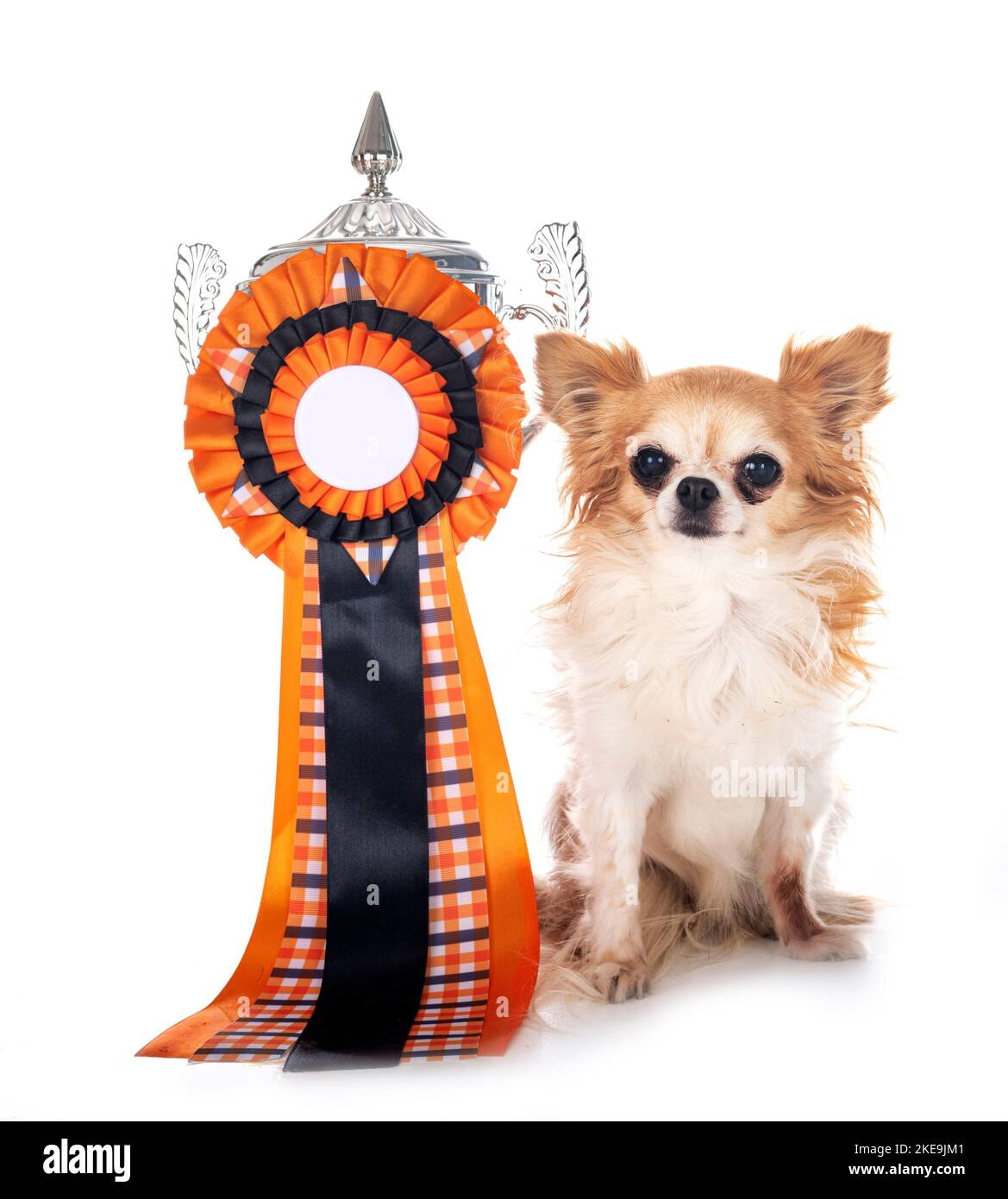 winner dog in front of white background Stock Photo - Alamy