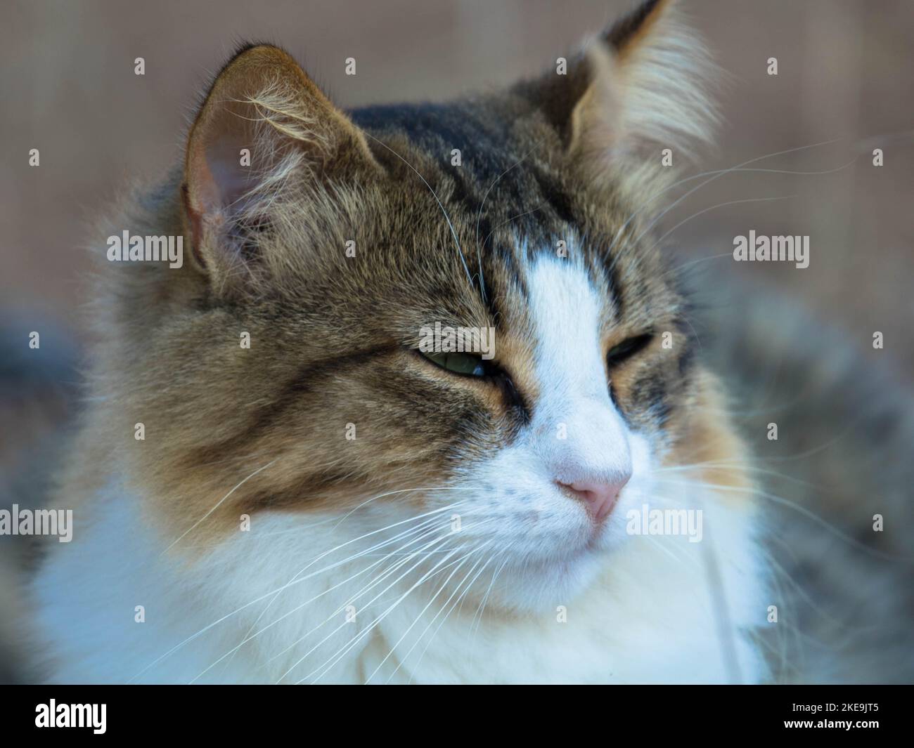 Portrait of a homeless cat hi-res stock photography and images - Alamy