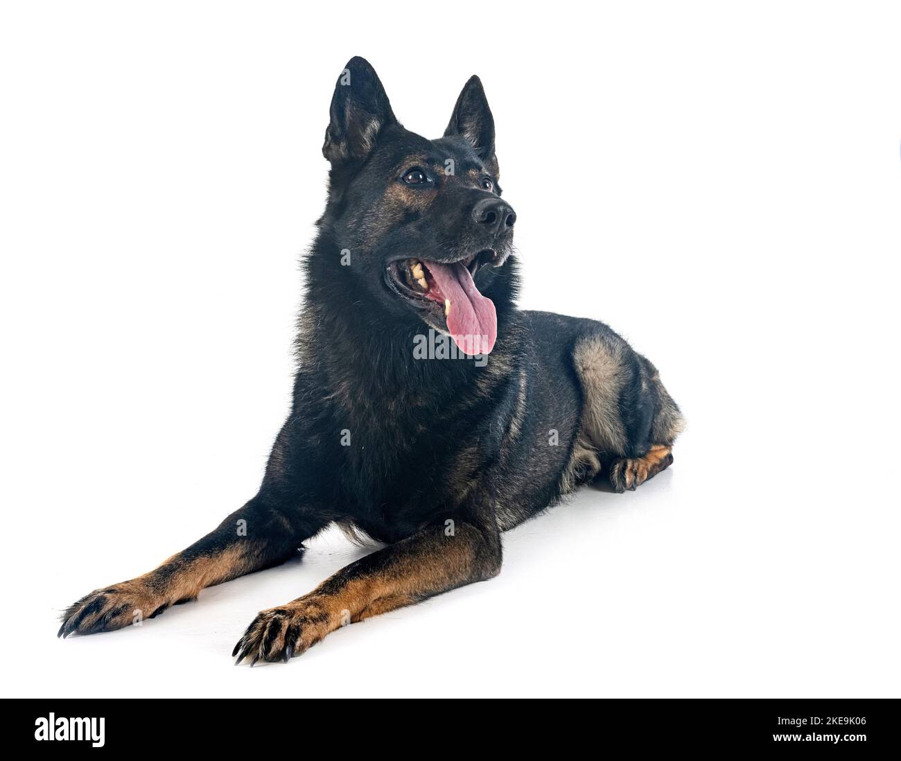 gray german shepherd in front of white background Stock Photo - Alamy