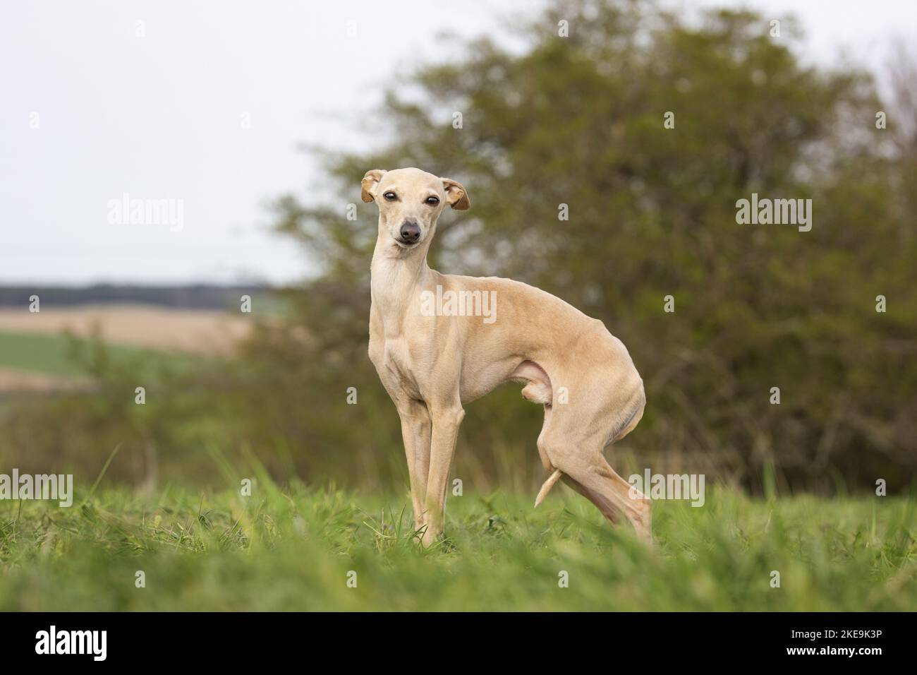 adult Italian Greyhound Stock Photo - Alamy