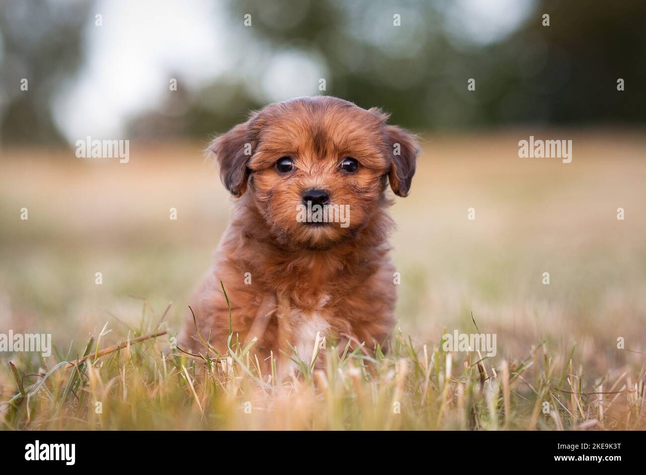 Bolonka zwetna Puppy Stock Photo - Alamy