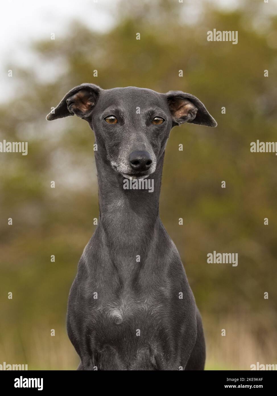 adult Italian Greyhound Stock Photo - Alamy