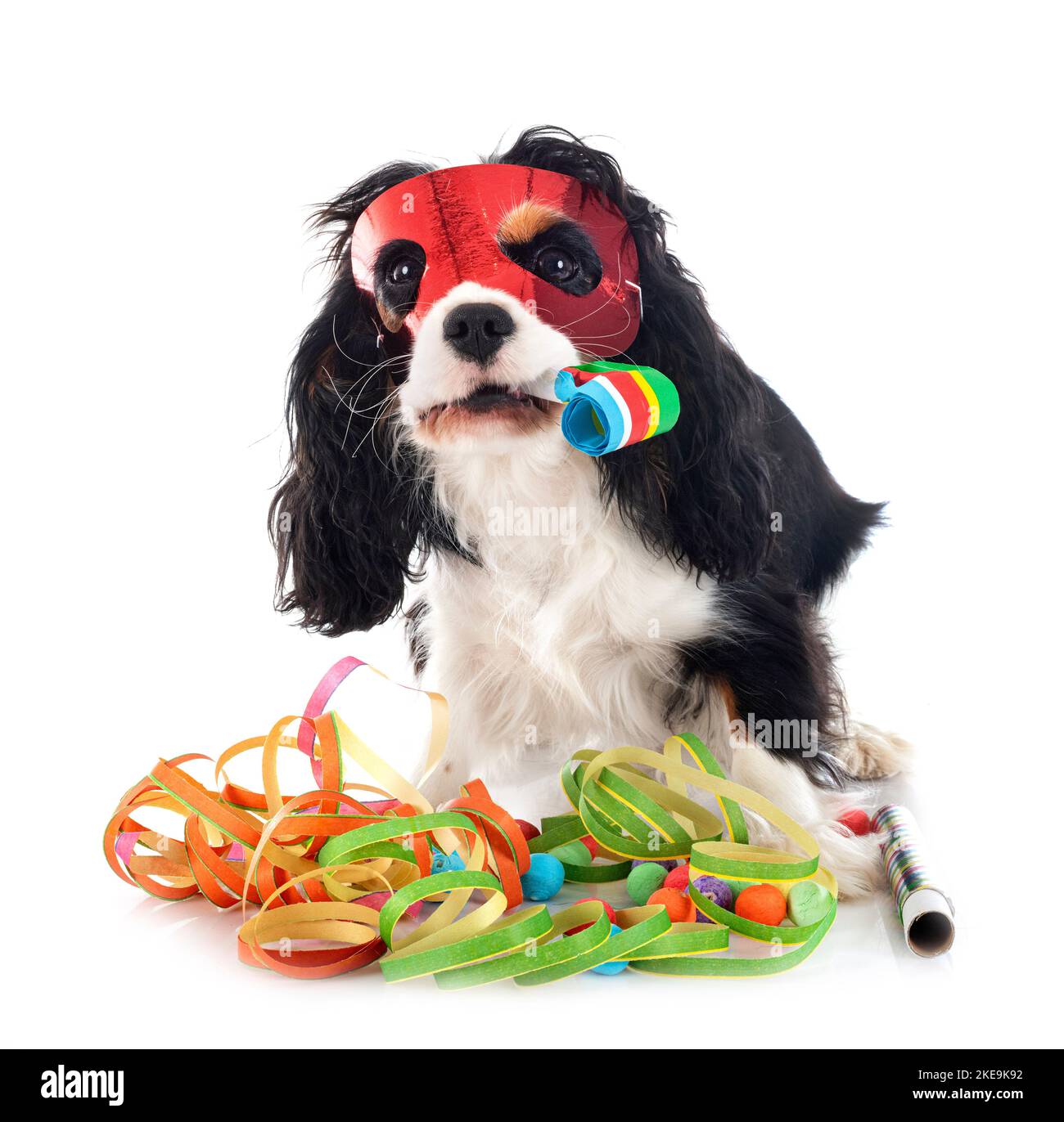 cavalier king charles in front of white background Stock Photo - Alamy