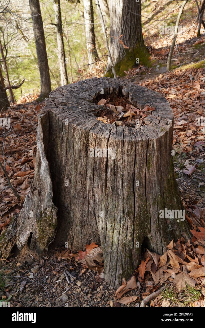 Tree Stump in Forest in Autumn Stock Photo - Alamy
