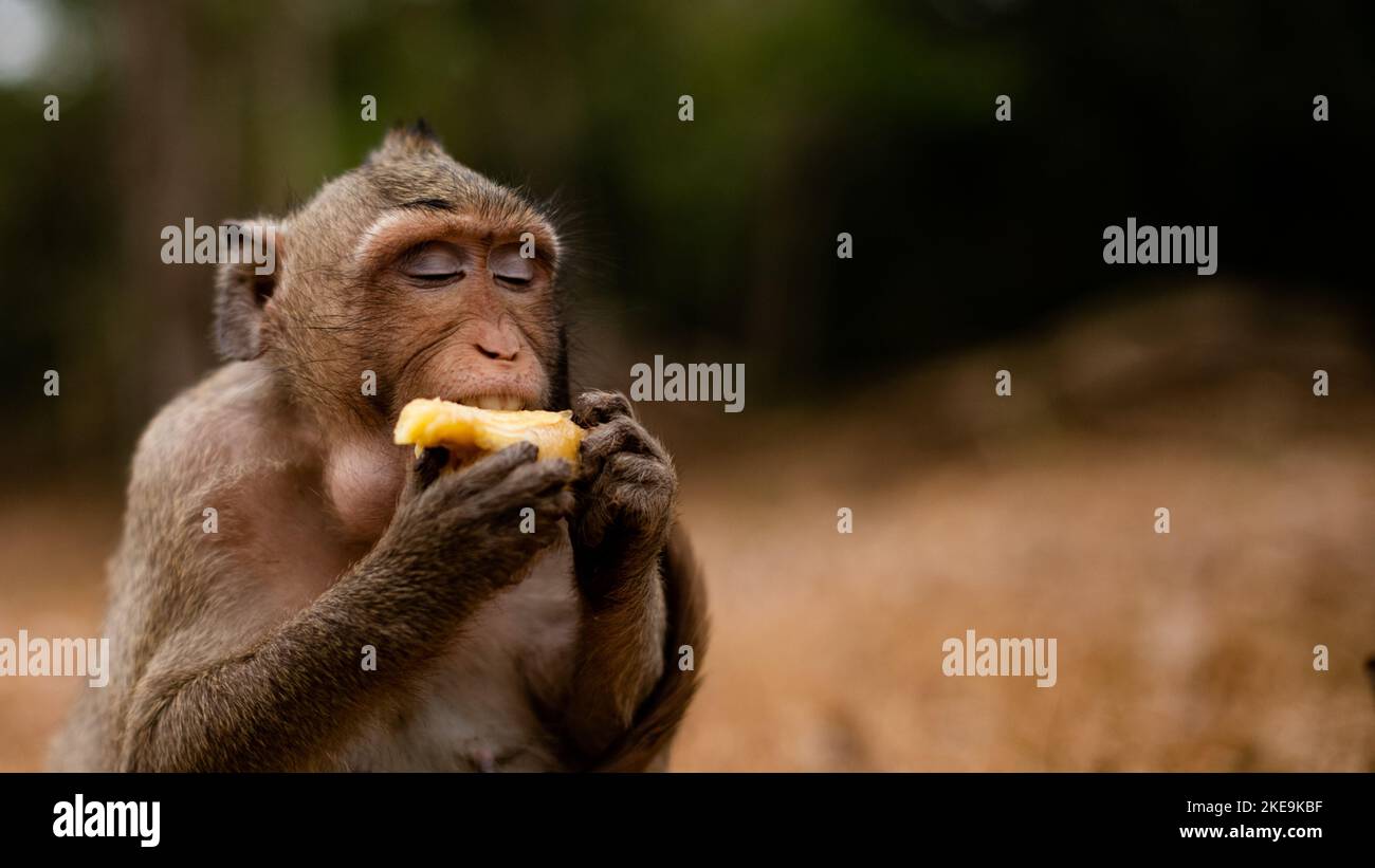 Monkey eating fruit hi-res stock photography and images - Alamy