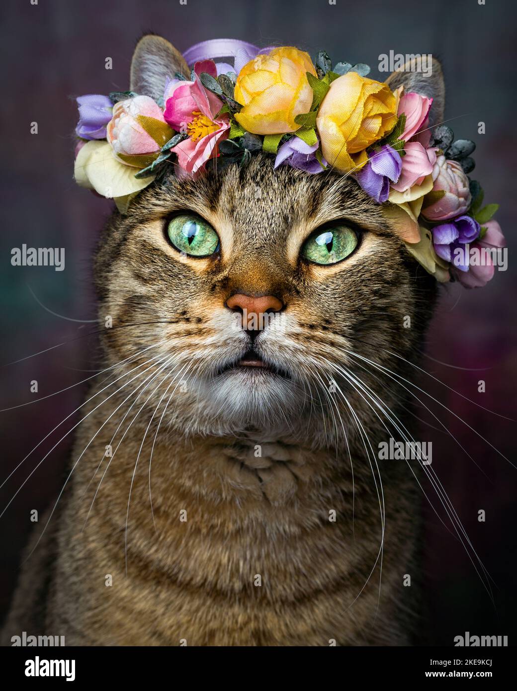 Cat with flower wreath on head Stock Photo - Alamy