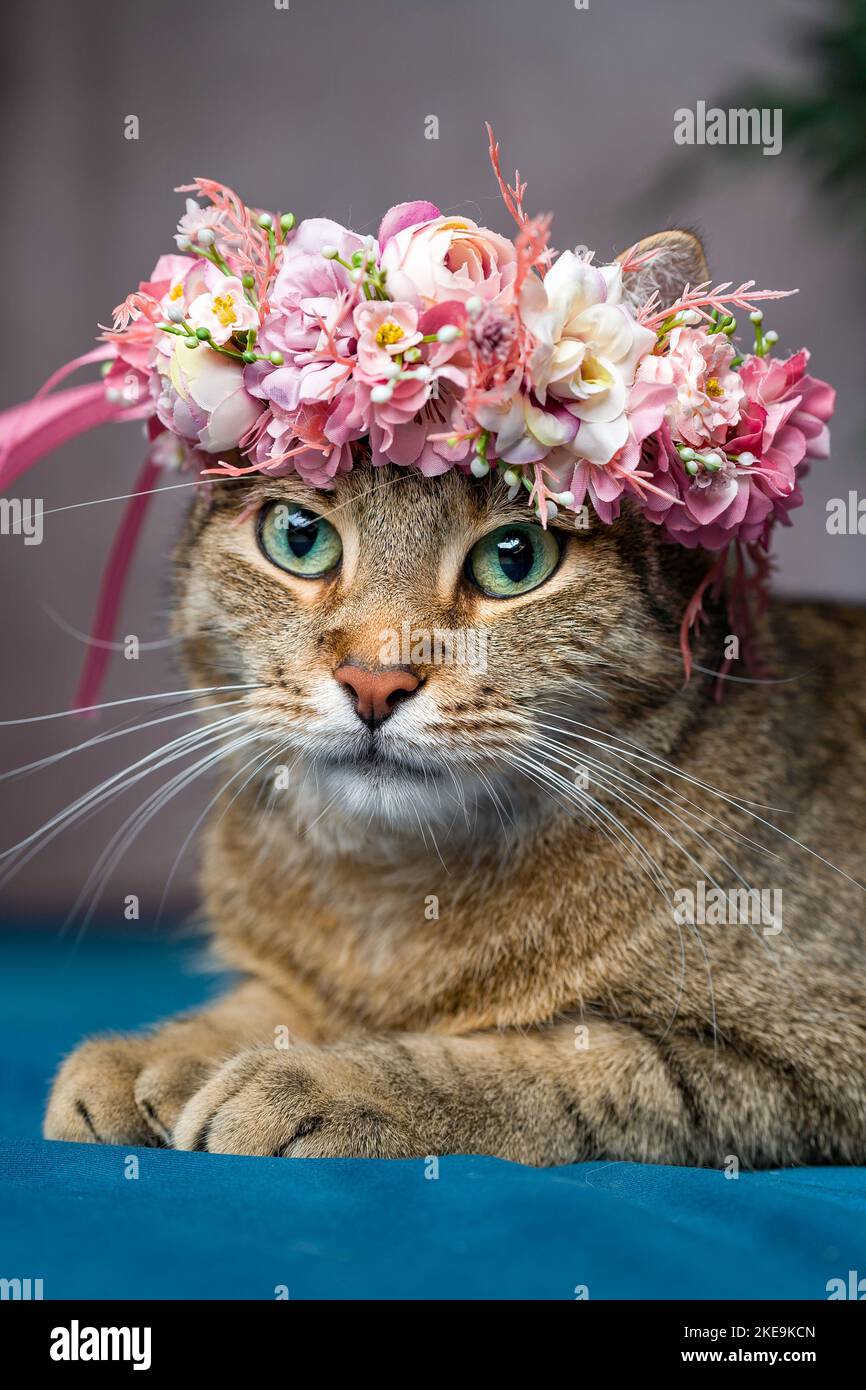 Cat with flower wreath on head Stock Photo - Alamy