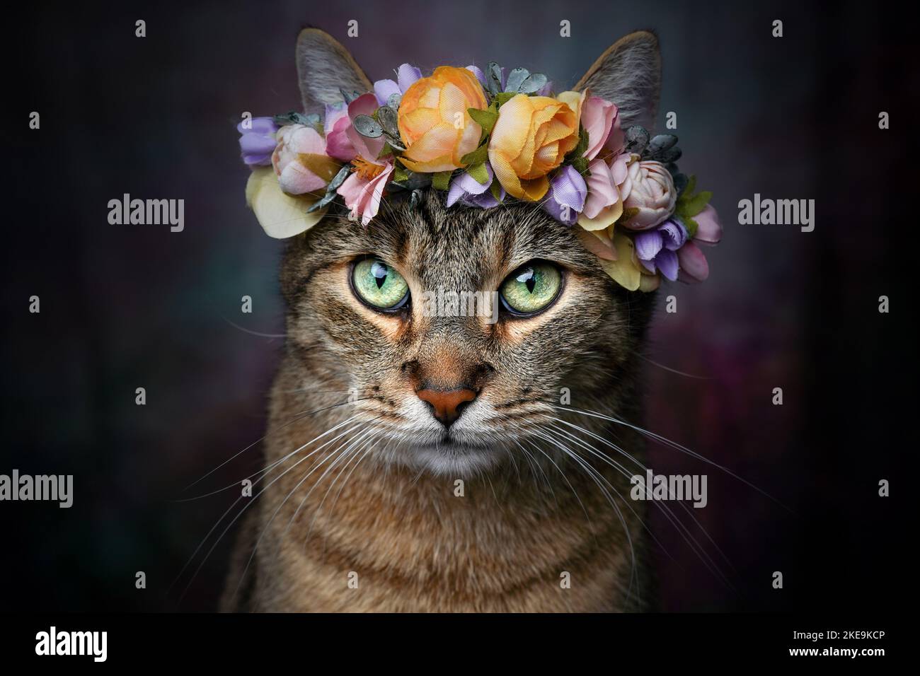 Cat with flower wreath on head Stock Photo - Alamy