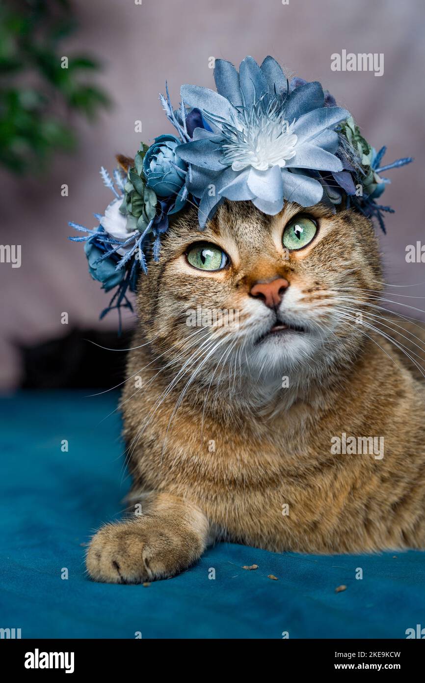 Cat with flower wreath on head Stock Photo - Alamy