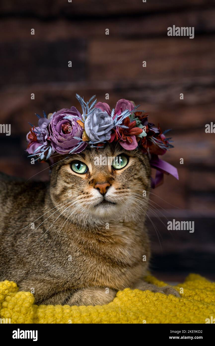 Cat with flower wreath on head Stock Photo - Alamy