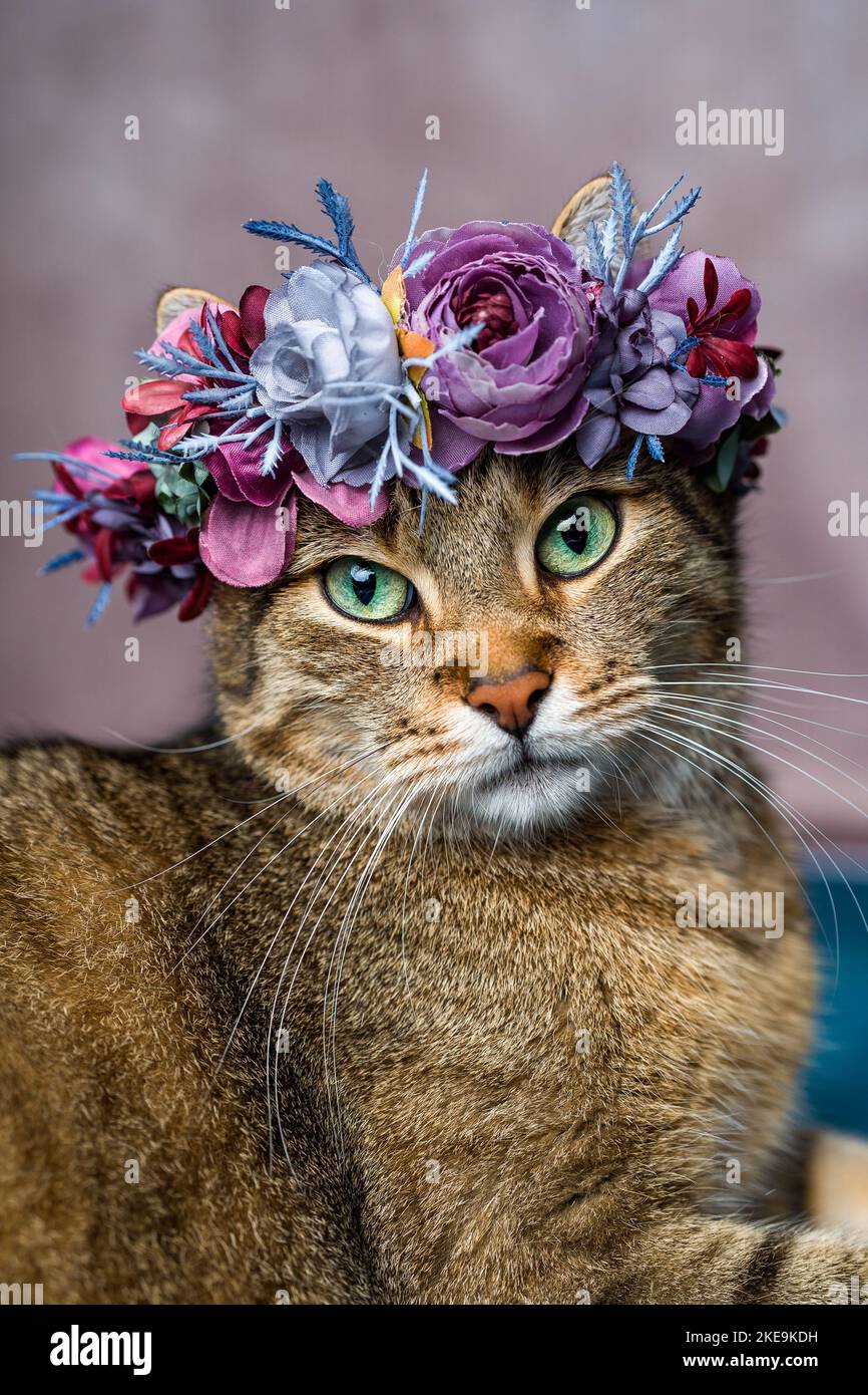 Cat with flower wreath on head Stock Photo - Alamy