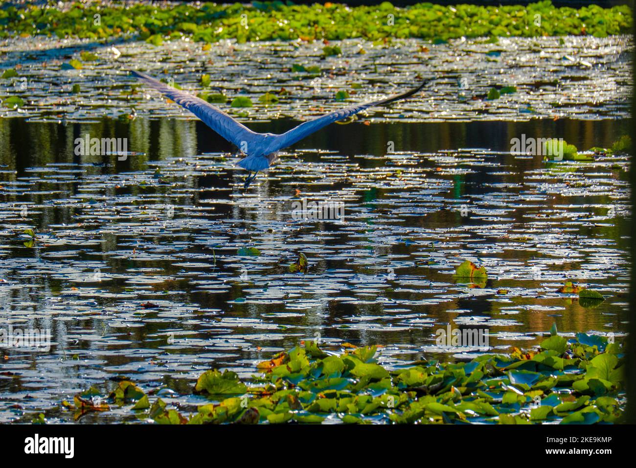 Great grey heron water fishing bird hunting at lake Stock Photo - Alamy