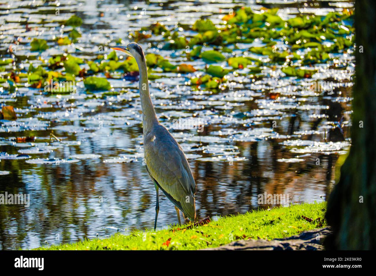Great grey heron water fishing bird hunting at lake Stock Photo - Alamy