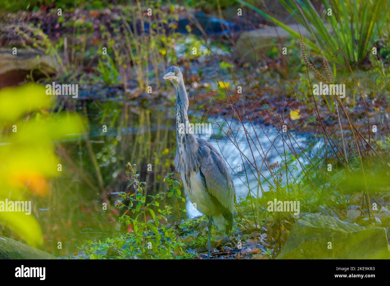 Great grey heron water fishing bird hunting at lake Stock Photo - Alamy