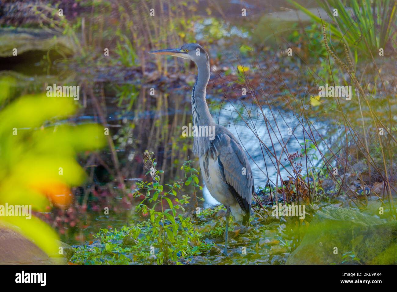 Great grey heron water fishing bird hunting at lake Stock Photo - Alamy